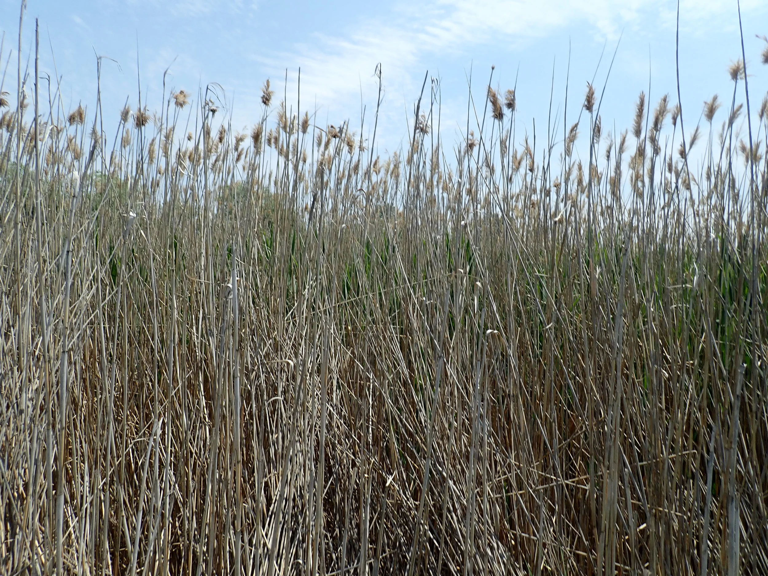 Phragmites — Invasive Phragmites Control Centre