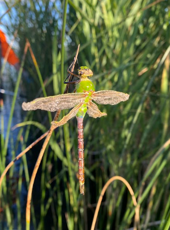 Phragmites — Invasive Phragmites Control Centre