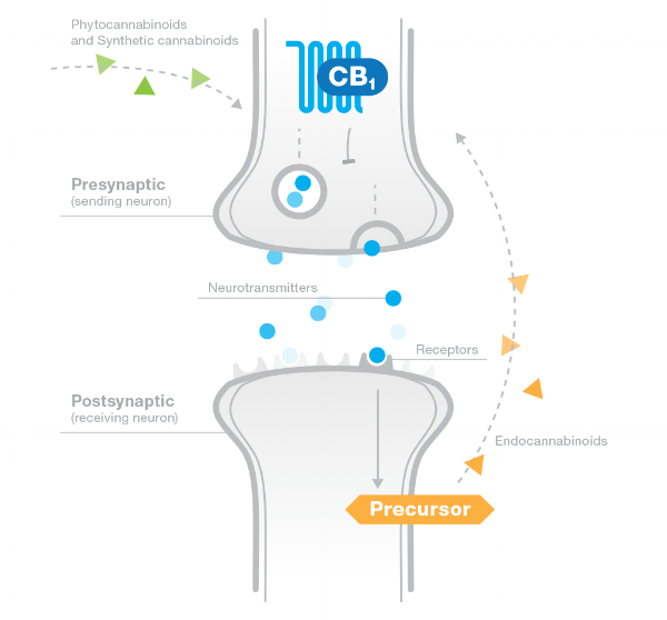 The Endocannabinoid System — HawaiianEthos