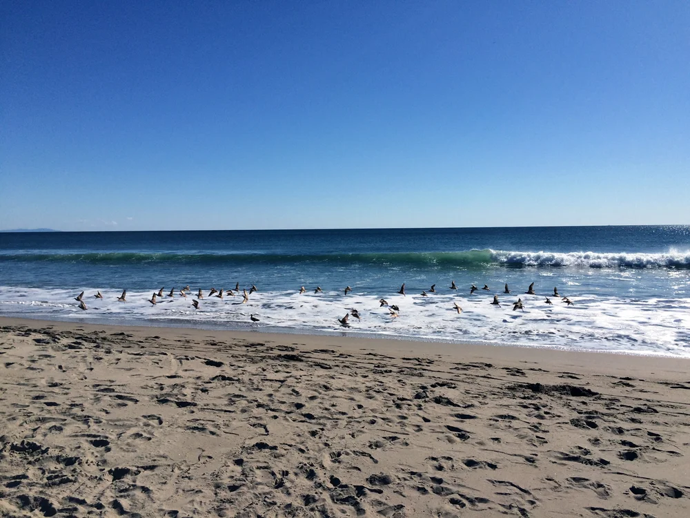 Limantour Beach — Point Reyes Nature