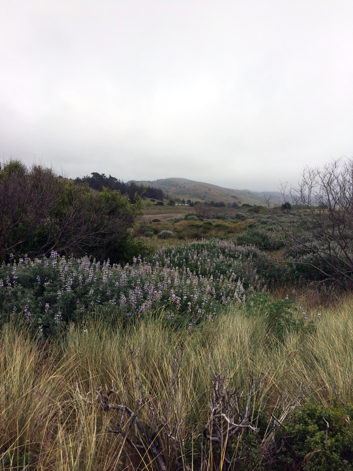 Limantour Beach — Point Reyes Nature
