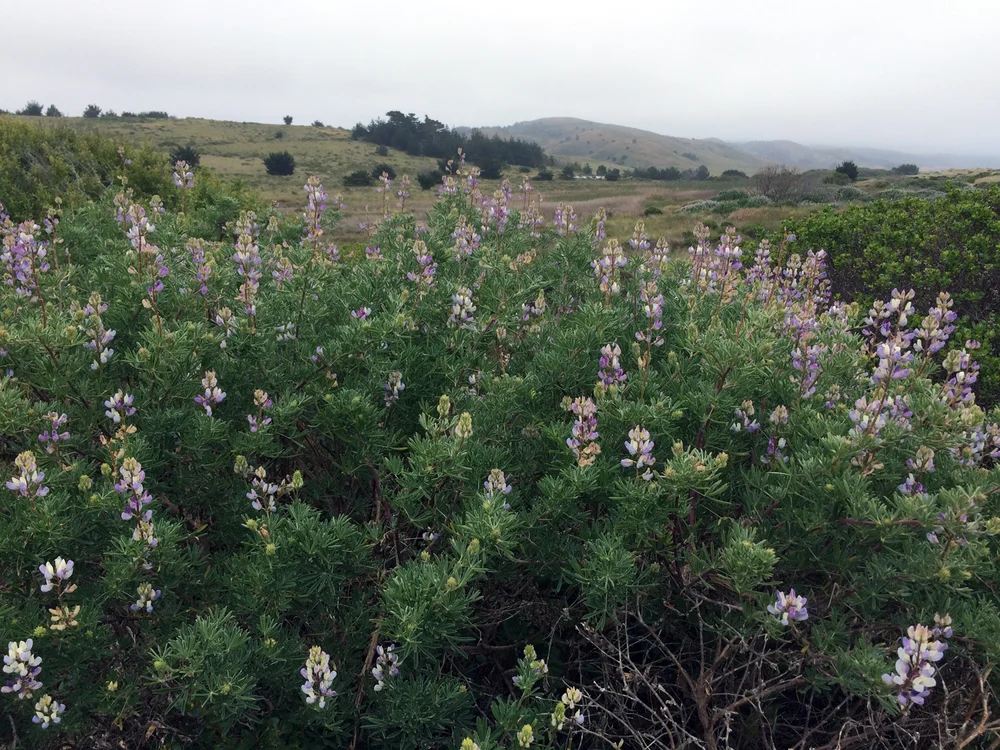 Limantour Beach — Point Reyes Nature
