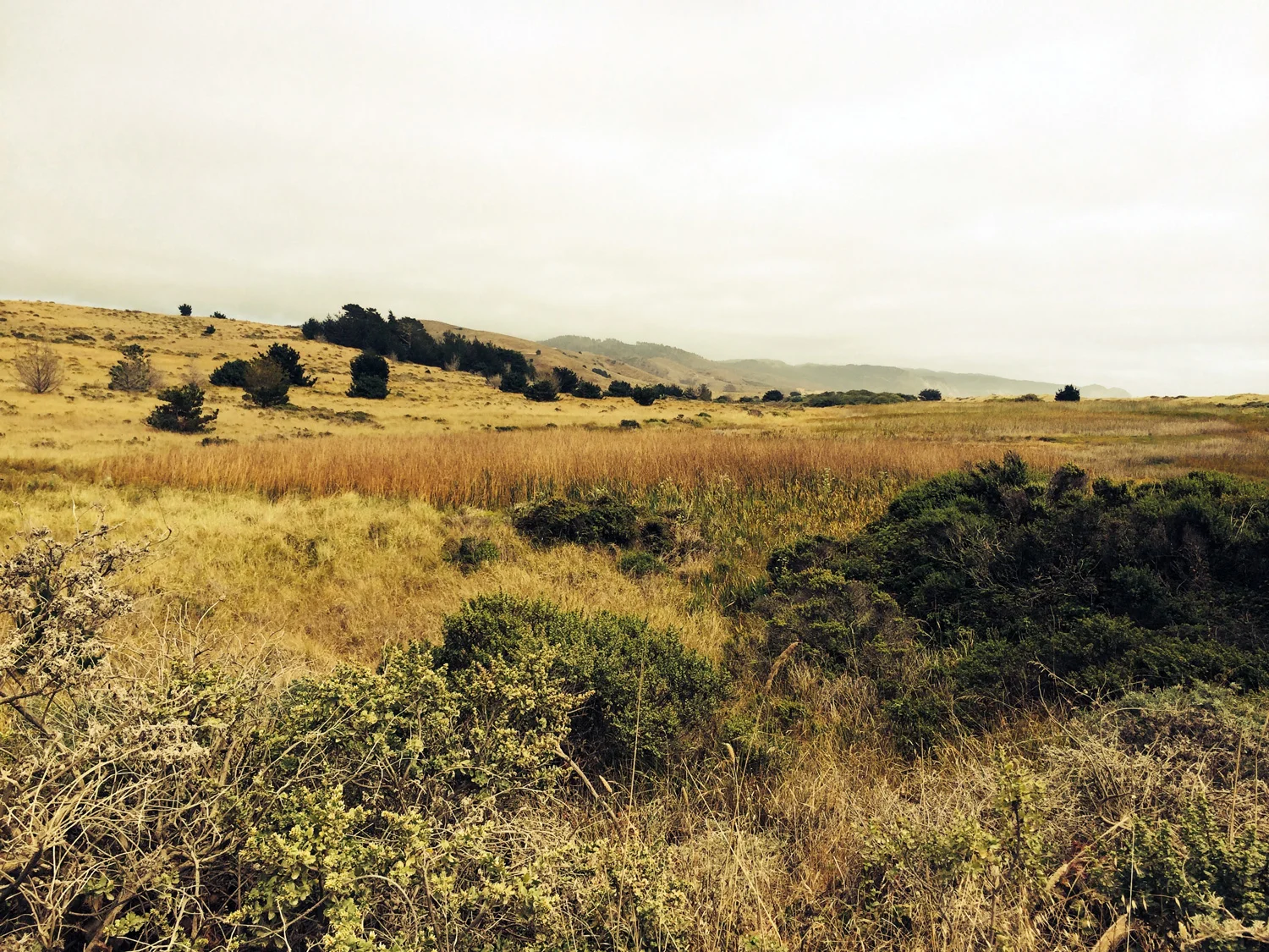 Limantour Beach — Point Reyes Nature