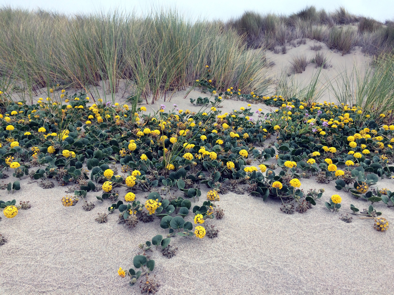 Limantour Beach — Point Reyes Nature