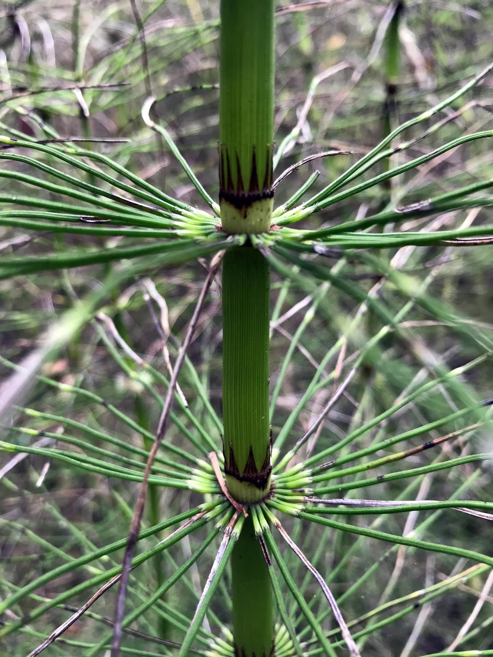 Phylum Sphenophyta