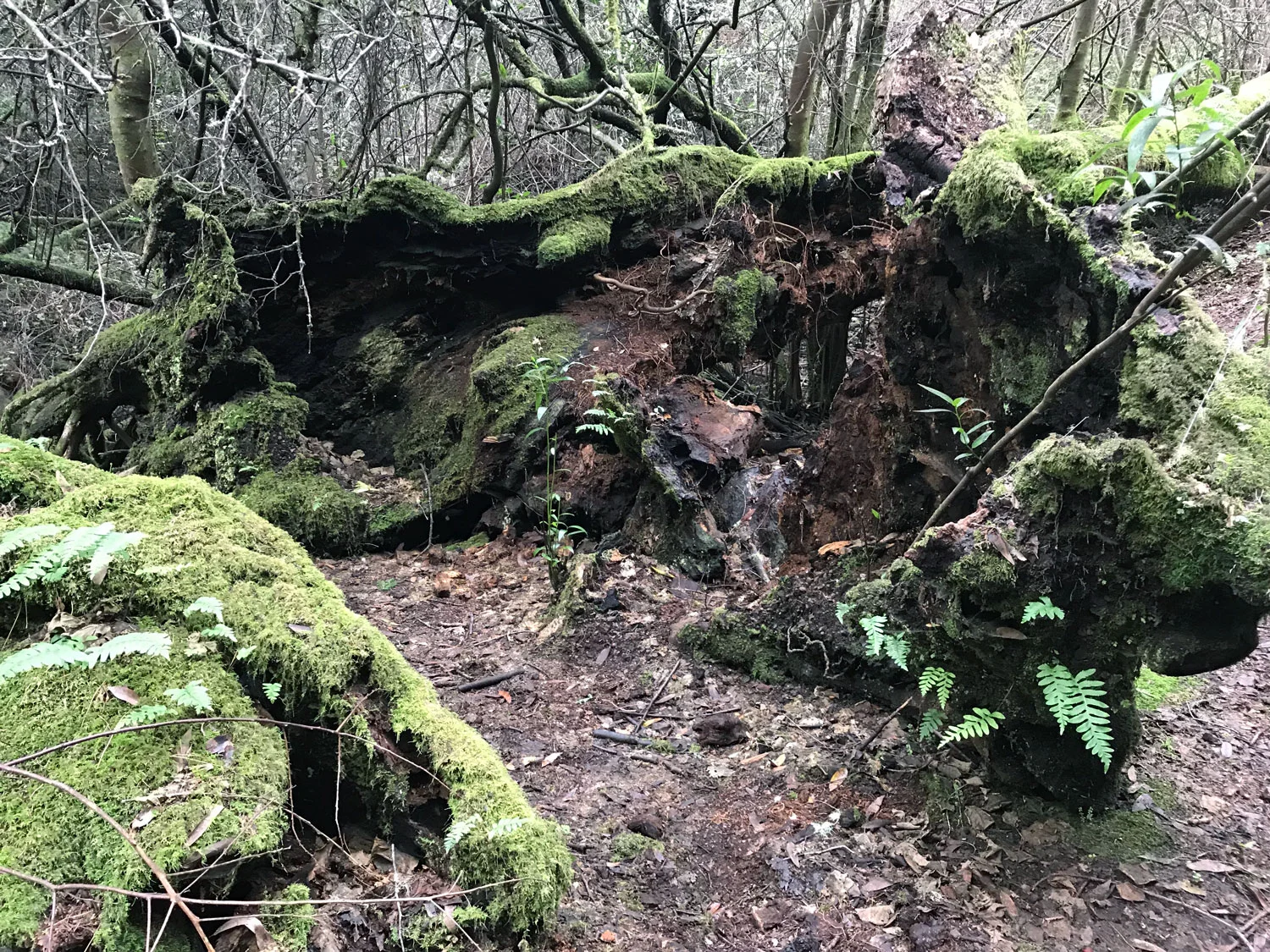 Woodpecker Trail — Point Reyes Nature