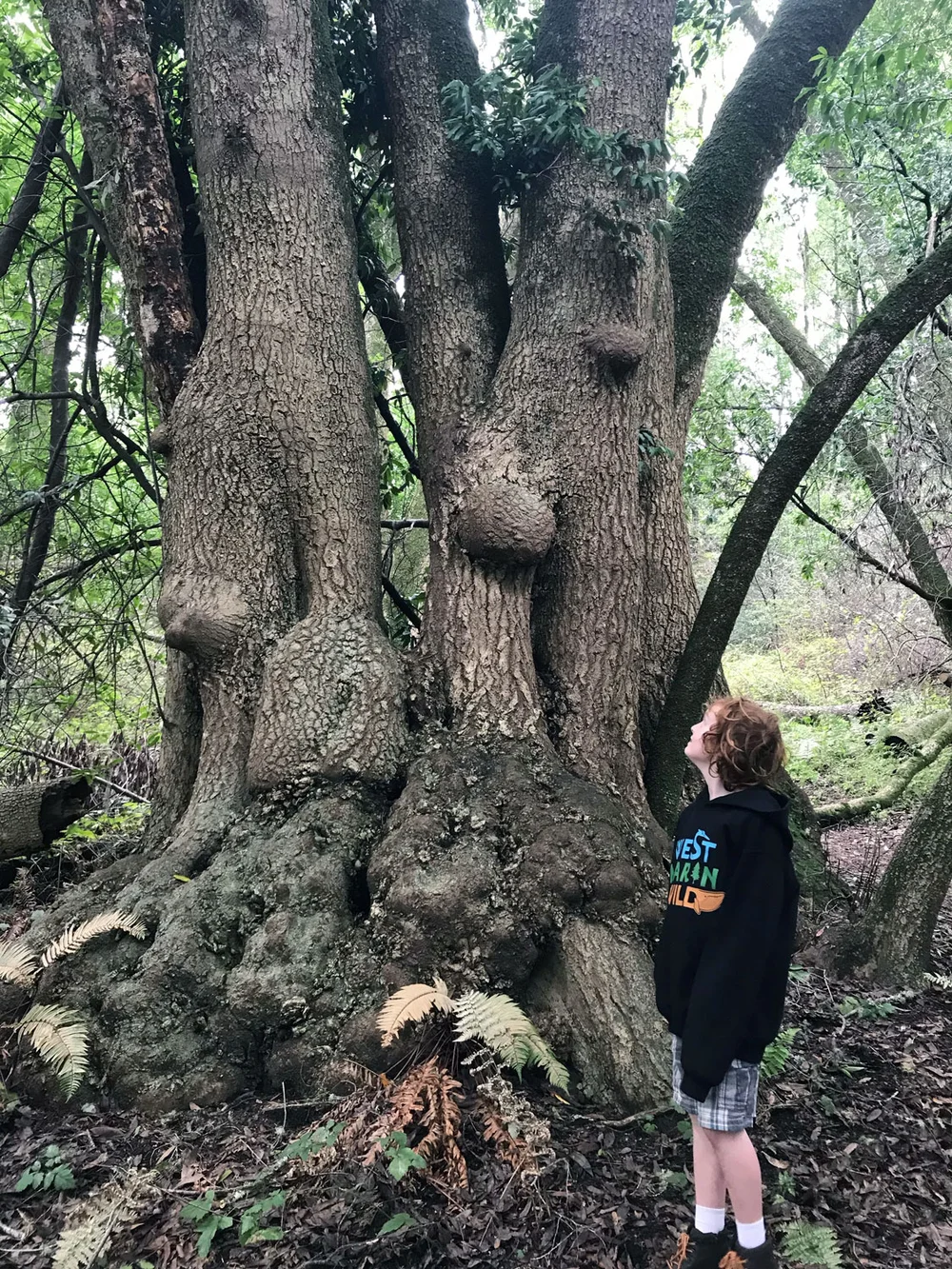 Woodpecker Trail — Point Reyes Nature