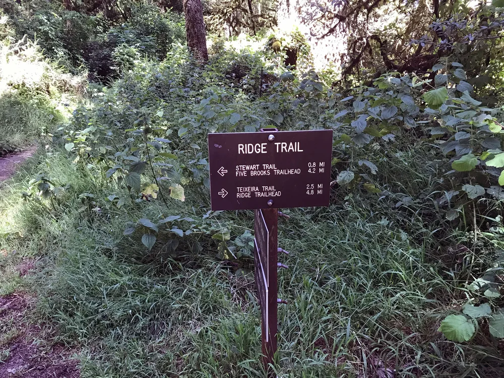 Ridge Trail — Point Reyes Nature