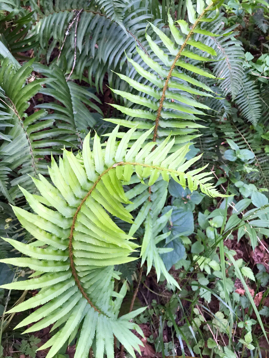 Stewart Trail — Point Reyes Nature