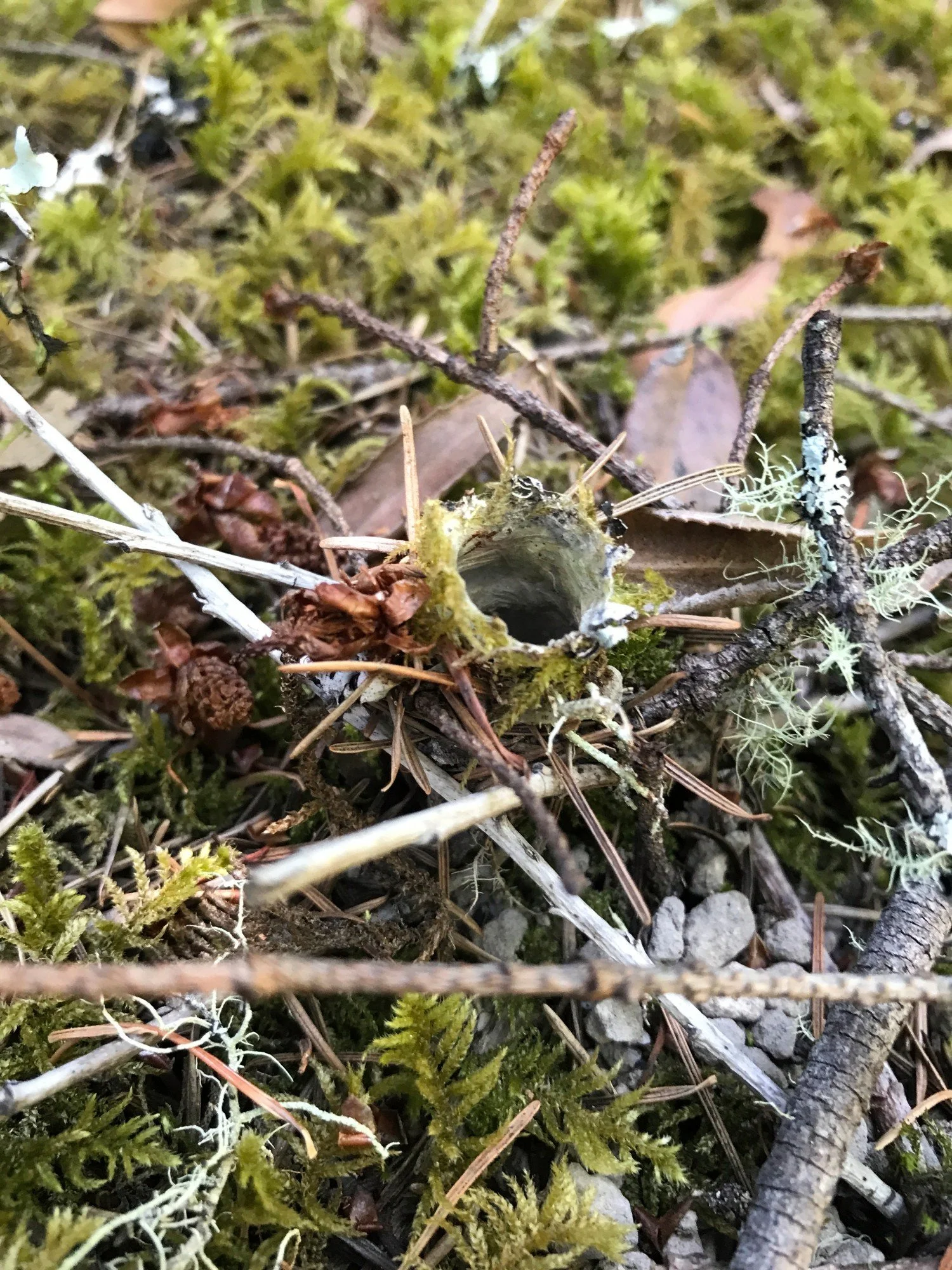Hiking in the shaded forest at Five Brooks — Point Reyes Nature