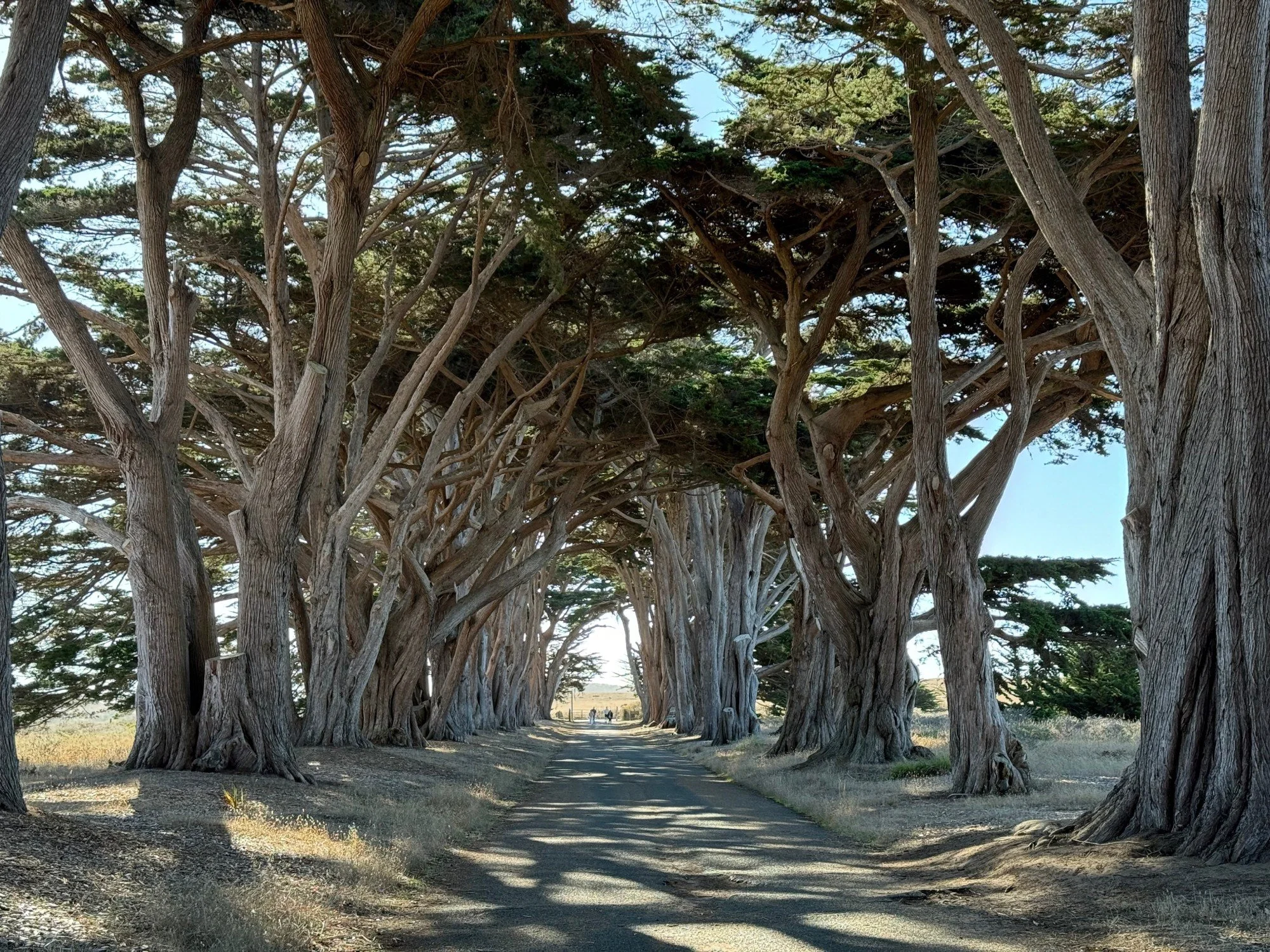 Cypress Tree Tunnel — Point Reyes Nature