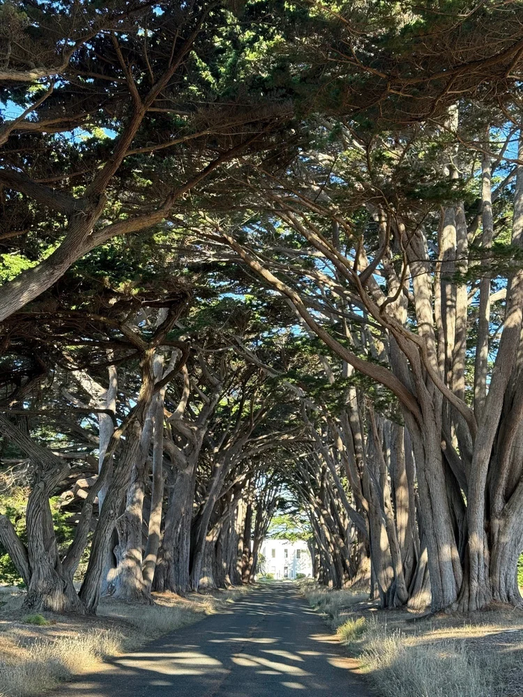 Cypress Tree Tunnel — Point Reyes Nature