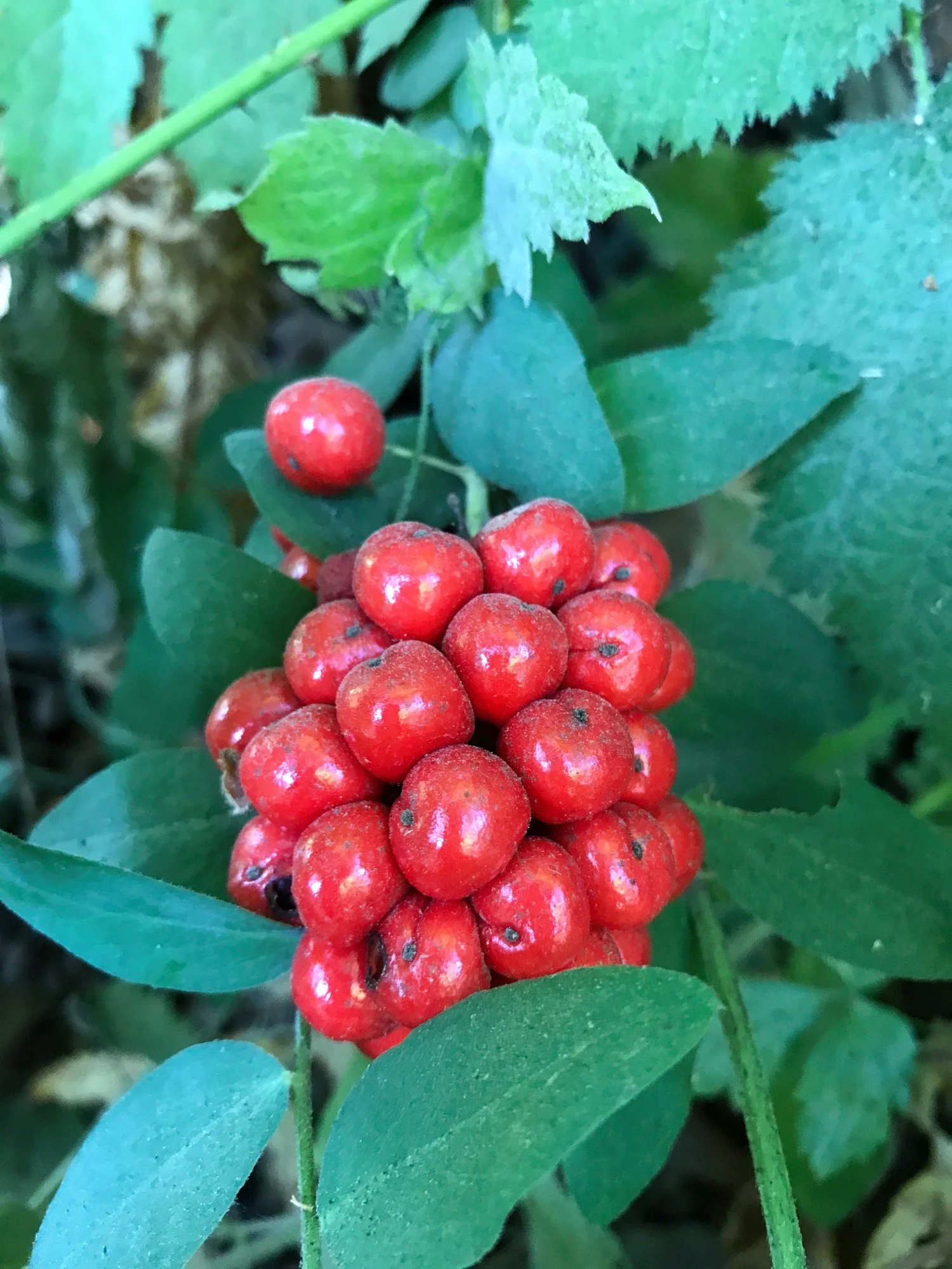 Hiking in the shaded forest at Five Brooks — Point Reyes Nature