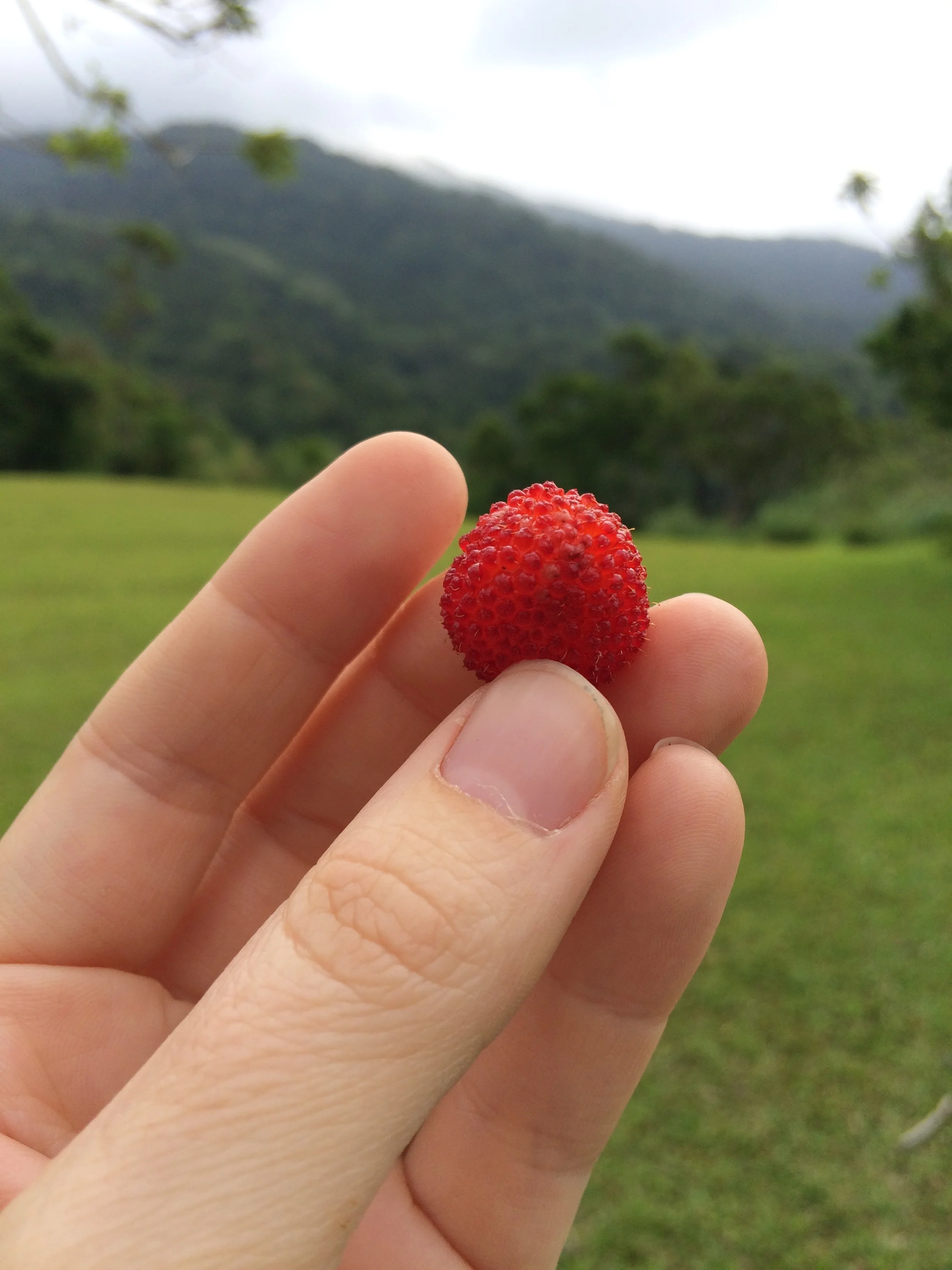 Raspberry Picking in The Philippines, Bangkong Kahoy Valley, Dolores ...