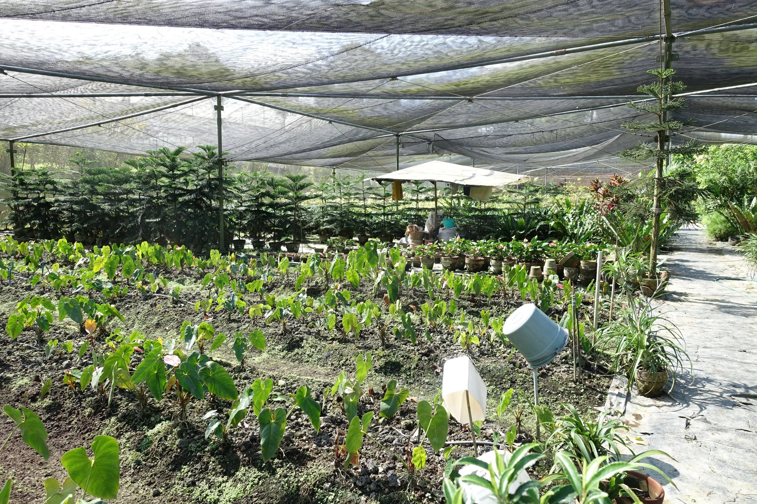 Biggest Flower Farm In The Philippines | Best Flower Site