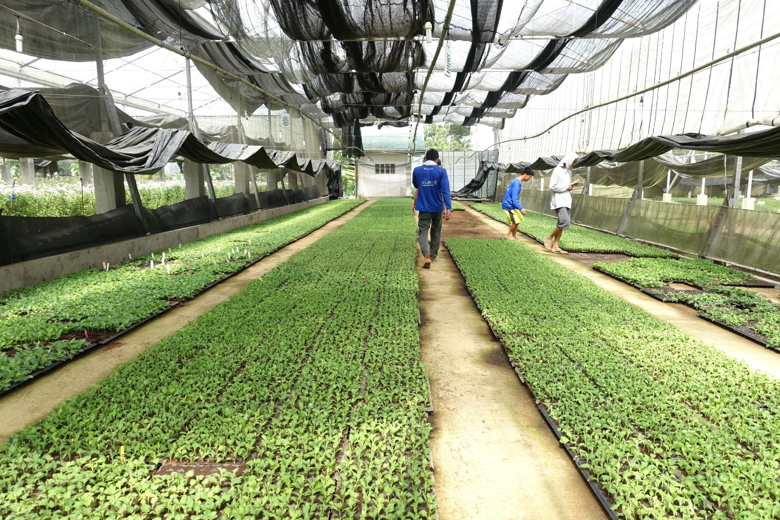 Biggest Flower Farm In The Philippines | Best Flower Site