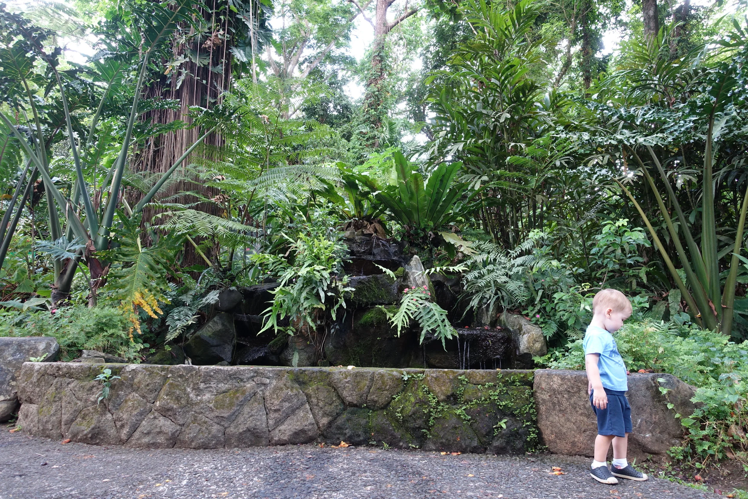 Uplb Botanical Garden Entrance Fee | Fasci Garden