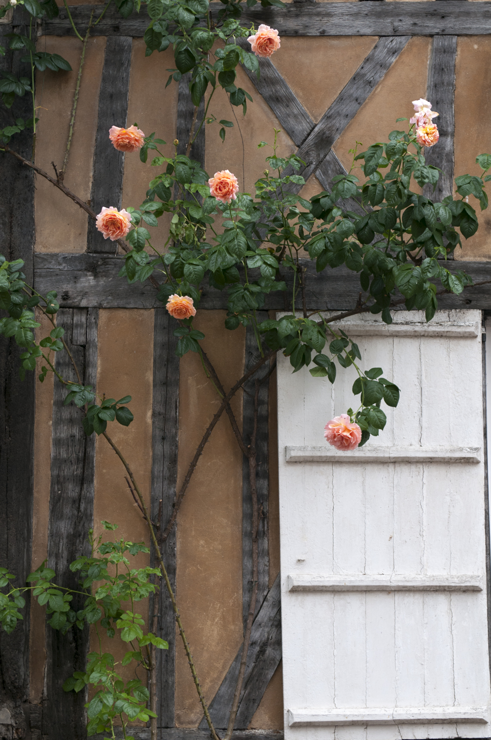 French Country Roses — Parisian Moments