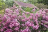French Country Roses — Parisian Moments