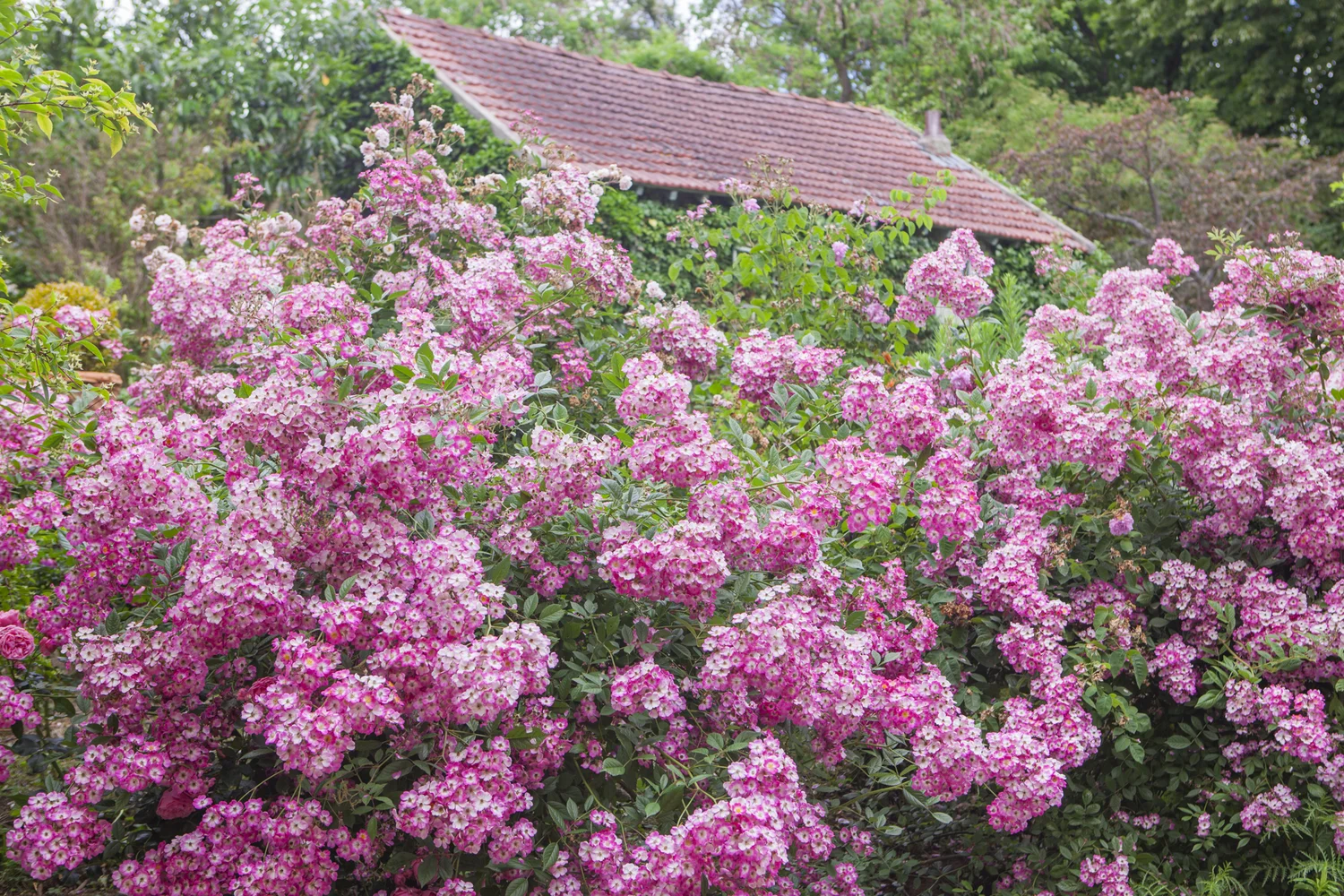 French Country Roses — Parisian Moments