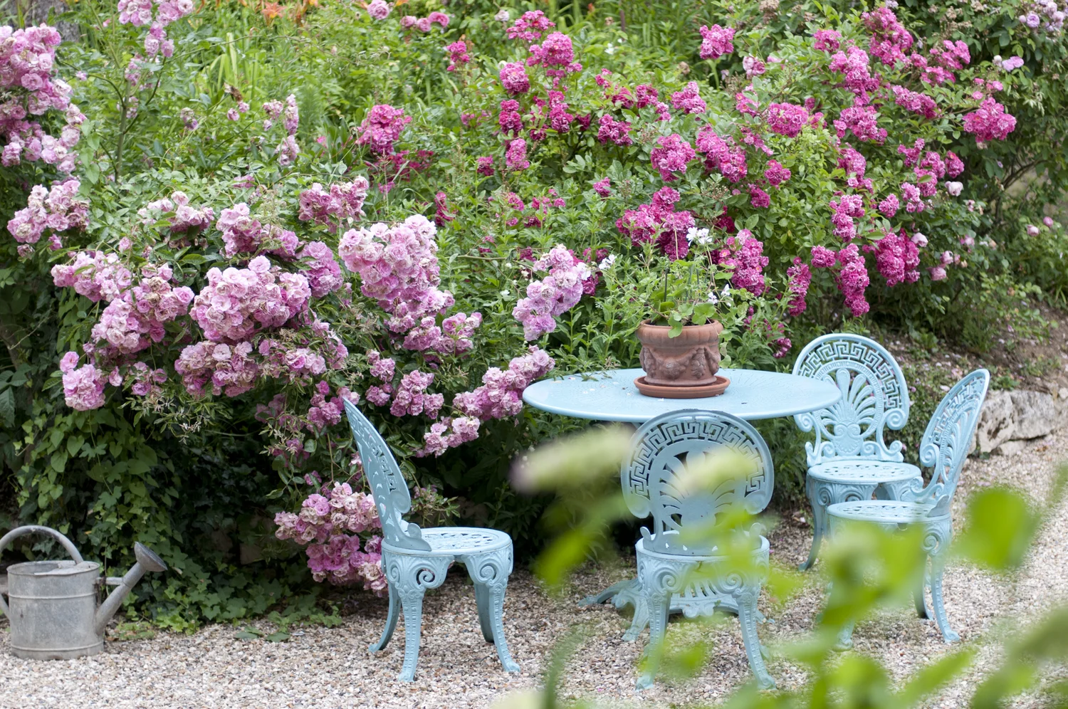 French Country Roses — Parisian Moments