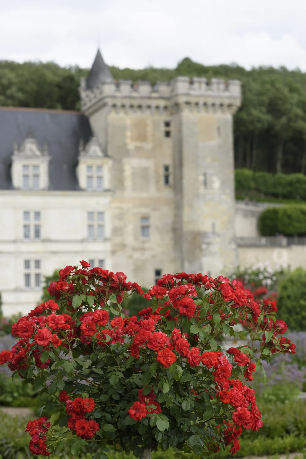 French Country Roses — Parisian Moments