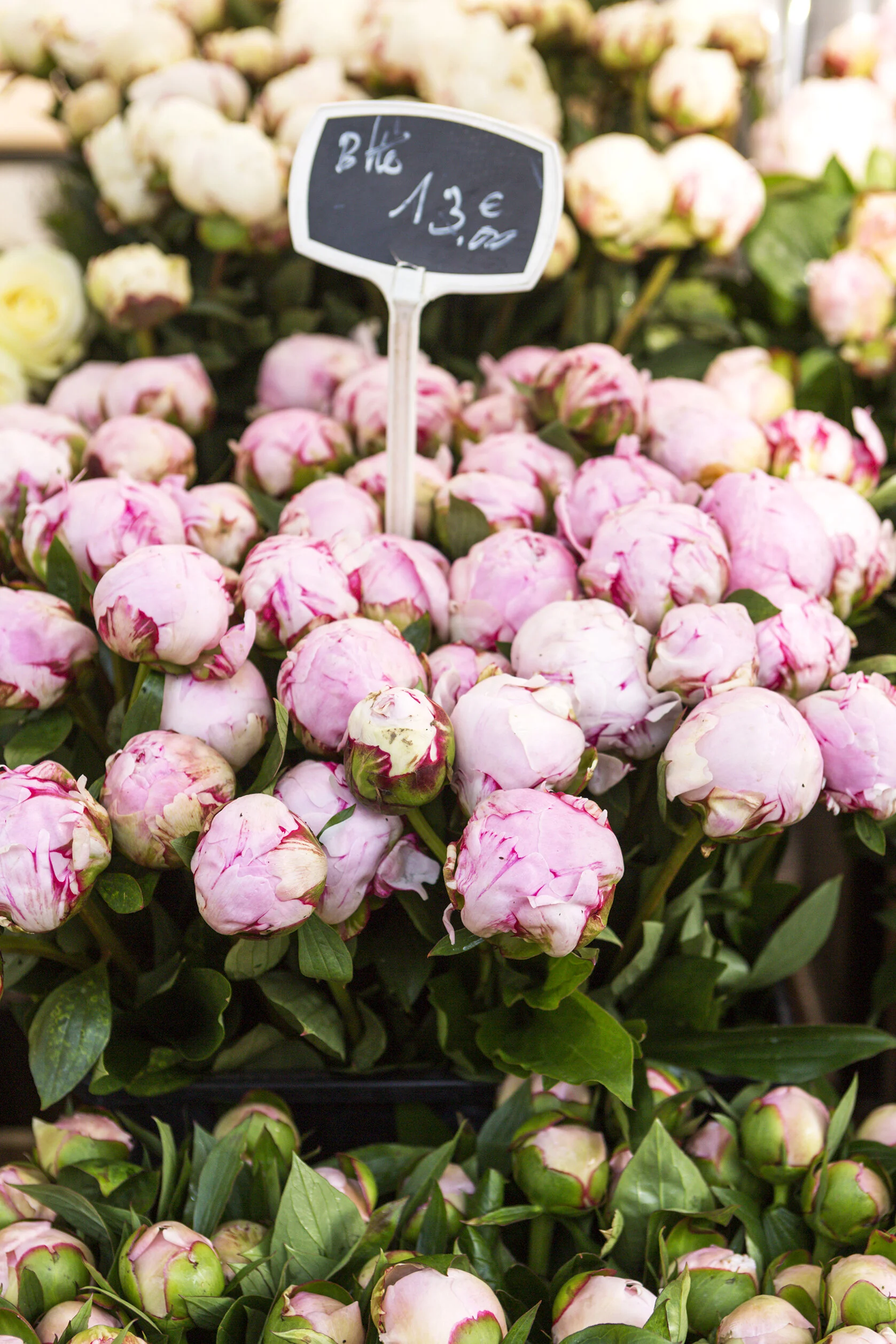 PARIS MARKET PEONIES — Parisian Moments