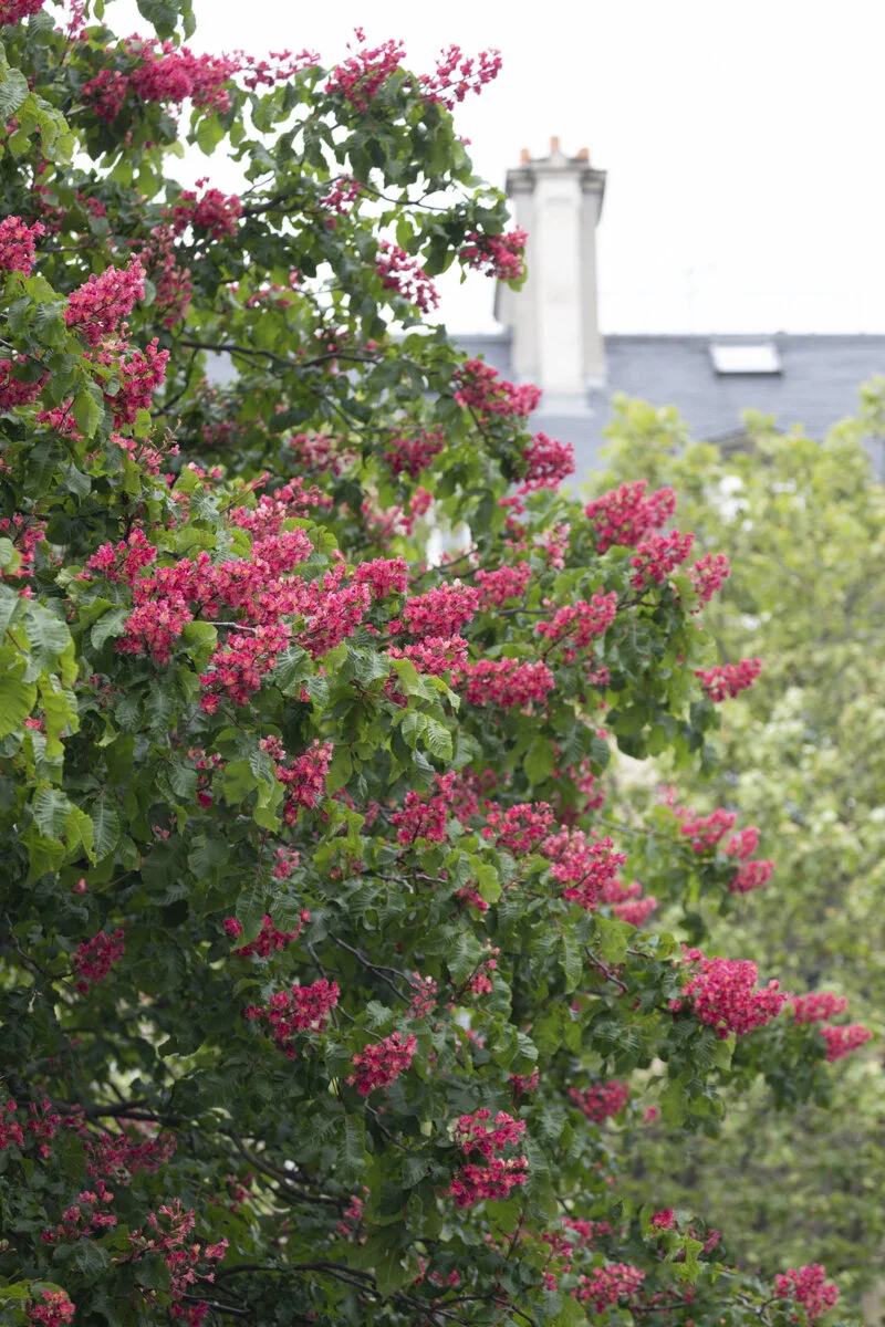 PINK CHESTNUT TREES IN PARIS — Parisian Moments