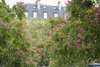 PINK CHESTNUT TREES IN PARIS — Parisian Moments