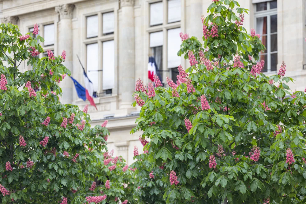 PINK CHESTNUT TREES IN PARIS — Parisian Moments