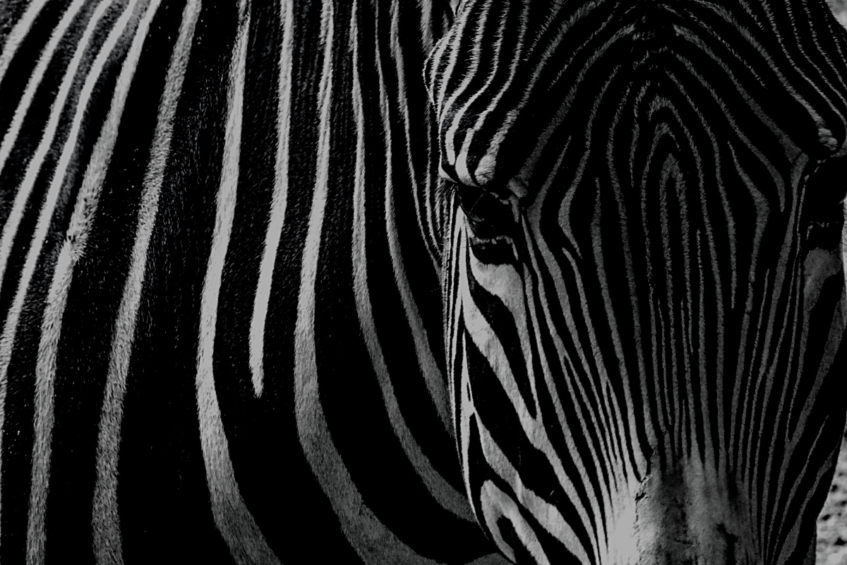 The Zebra Project - Business Reimagined - Taylor Vinters