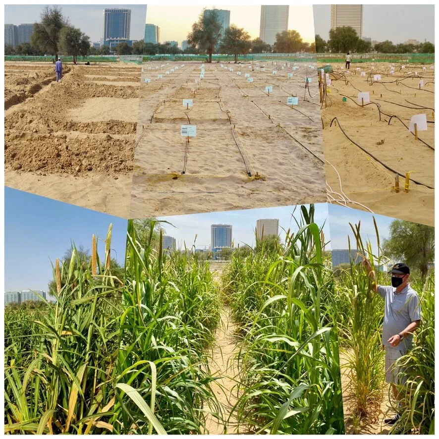 Desertification Before And After