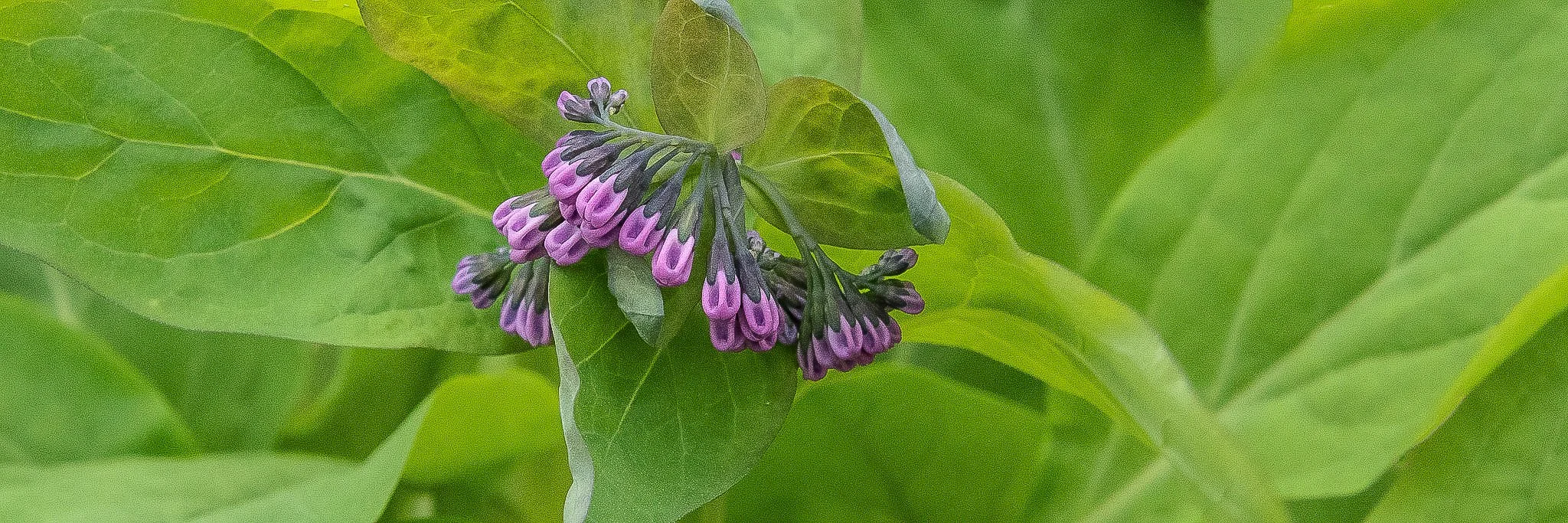 Champaign County Camera Club