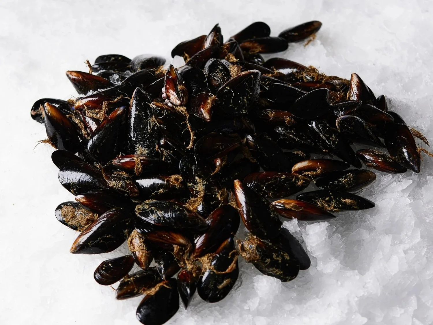 Wholesale Seafood — Mures Fishing