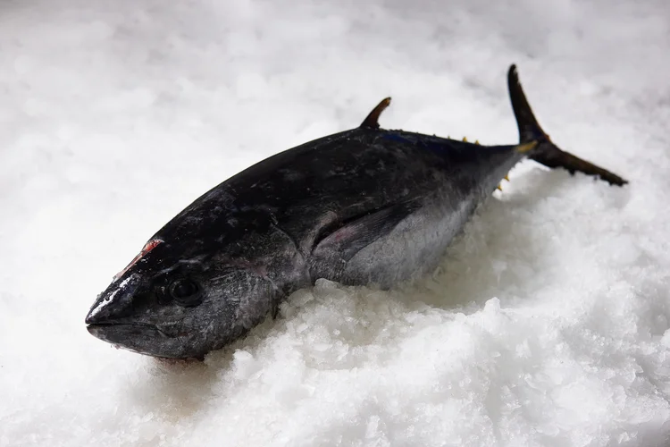 Wholesale Seafood — Mures Fishing