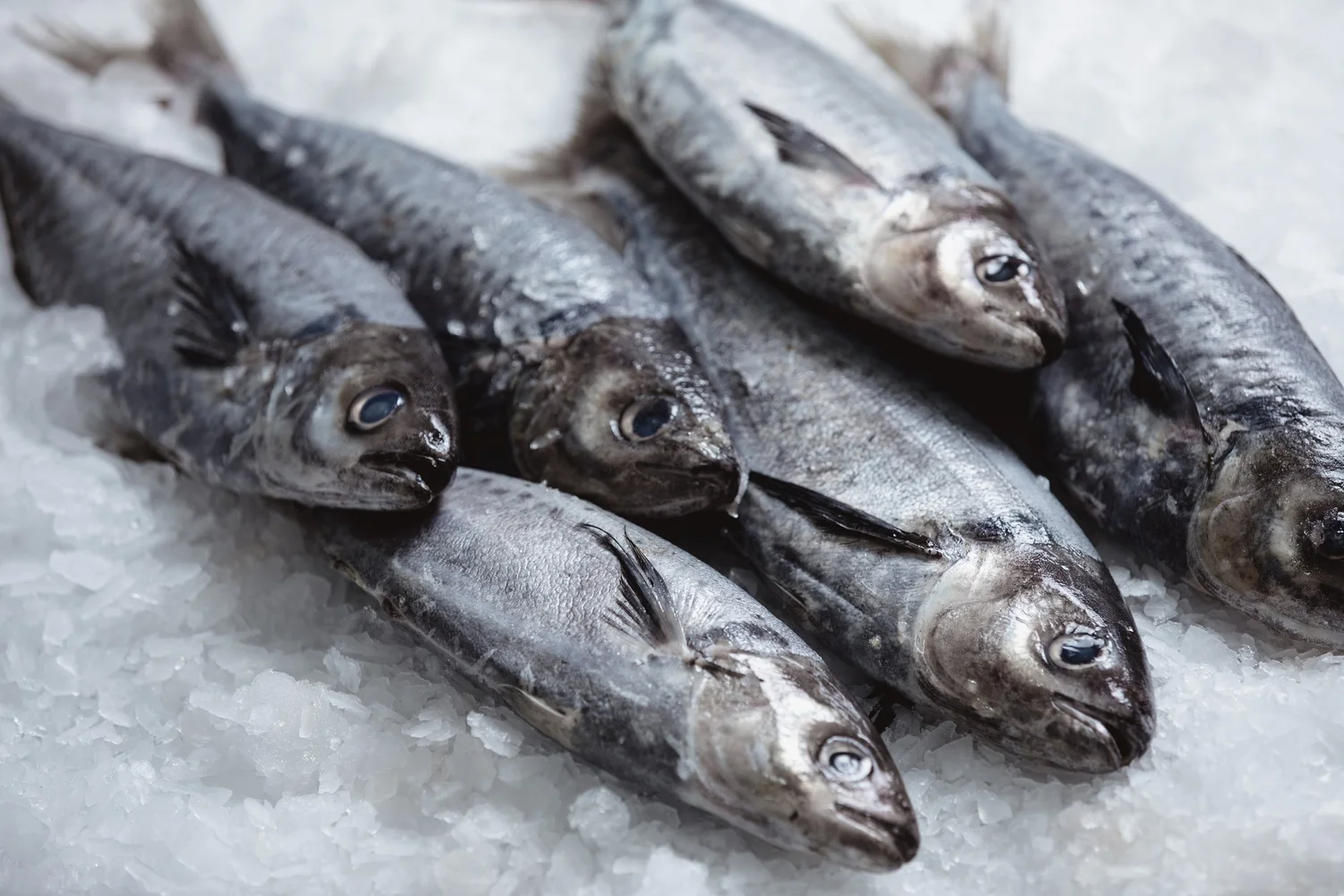Wholesale Seafood — Mures Fishing