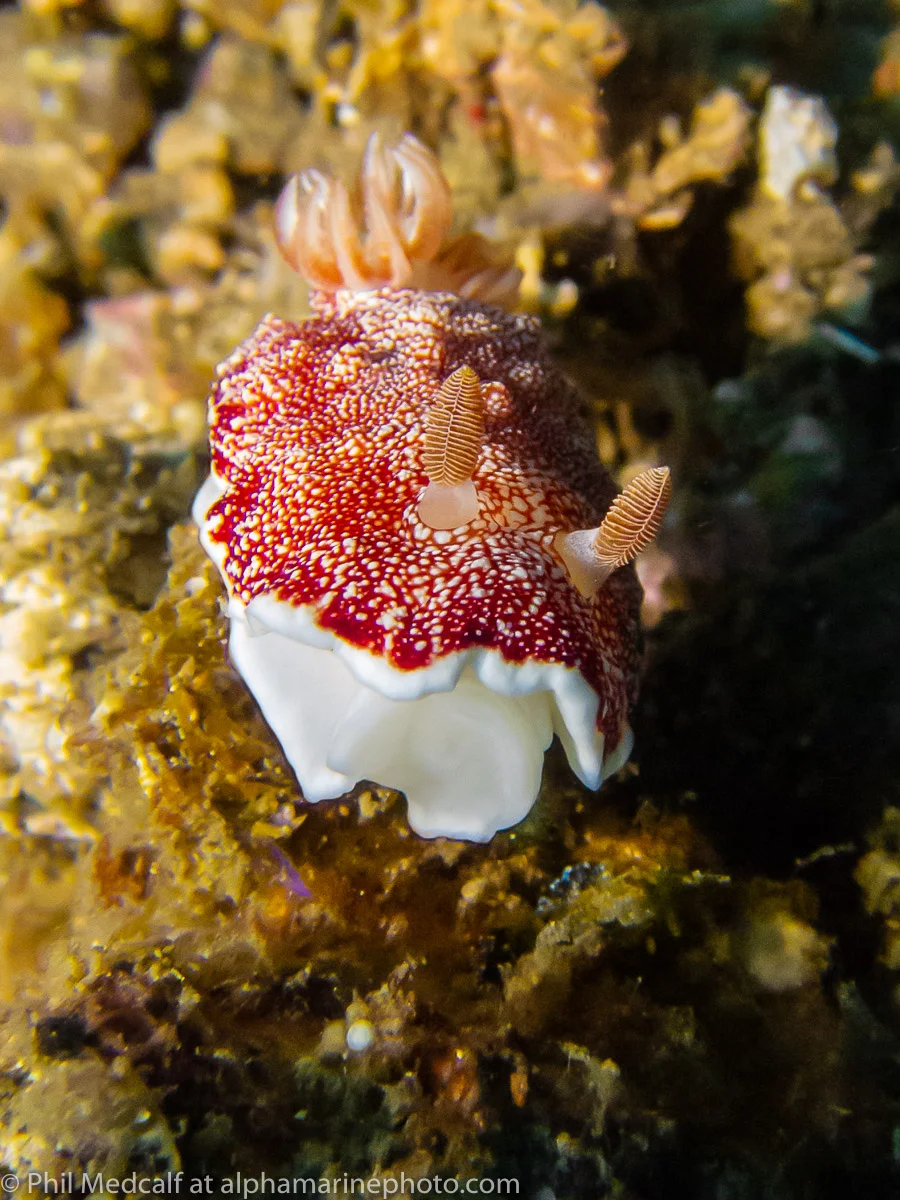 Strobes vs video lights for underwater photography — Alphamarine ...