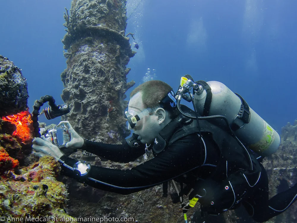 Strobes vs video lights for underwater photography — Alphamarine ...