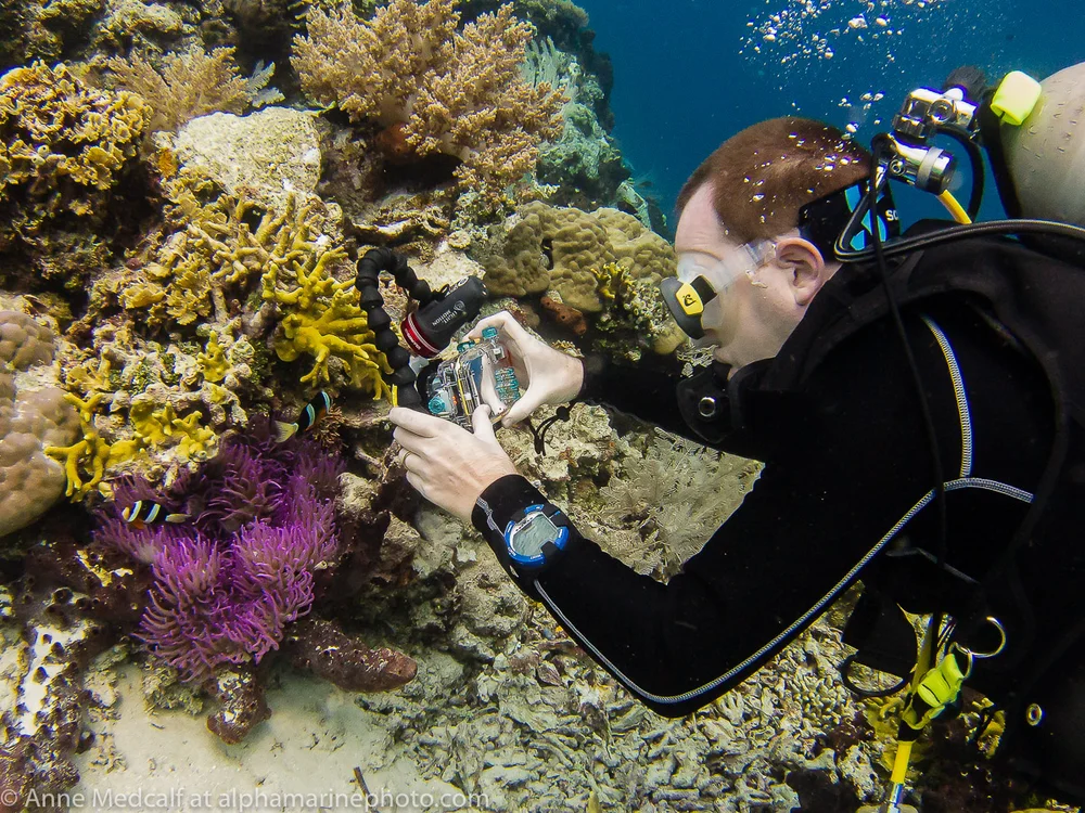 Strobes vs video lights for underwater photography — Alphamarine ...