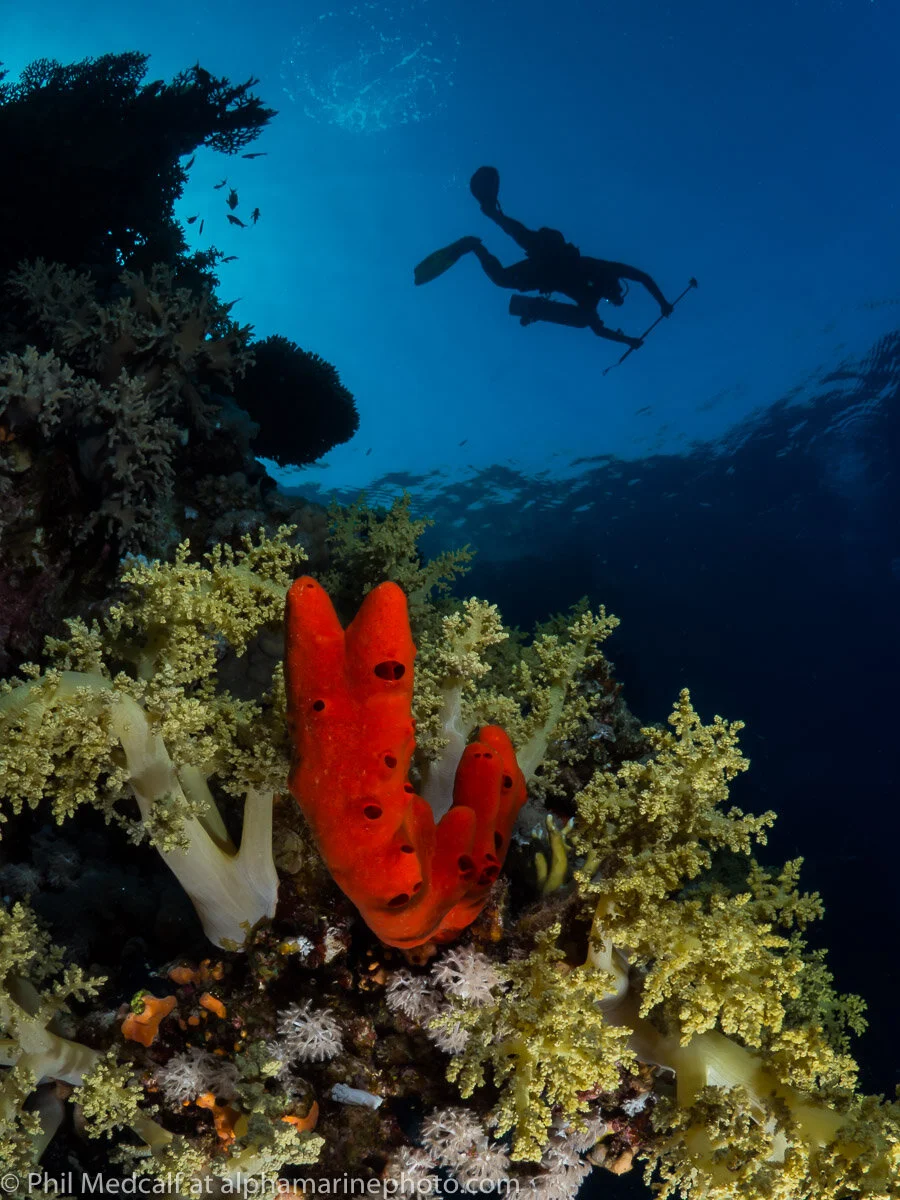 What makes a good underwater camera ? Part 5 Having a Flash ...