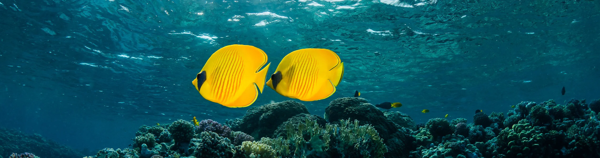 Gift Ideas For Divers Alphamarine Photography Ltd Gift Ideas For Divers Alphamarine Photography Ltd