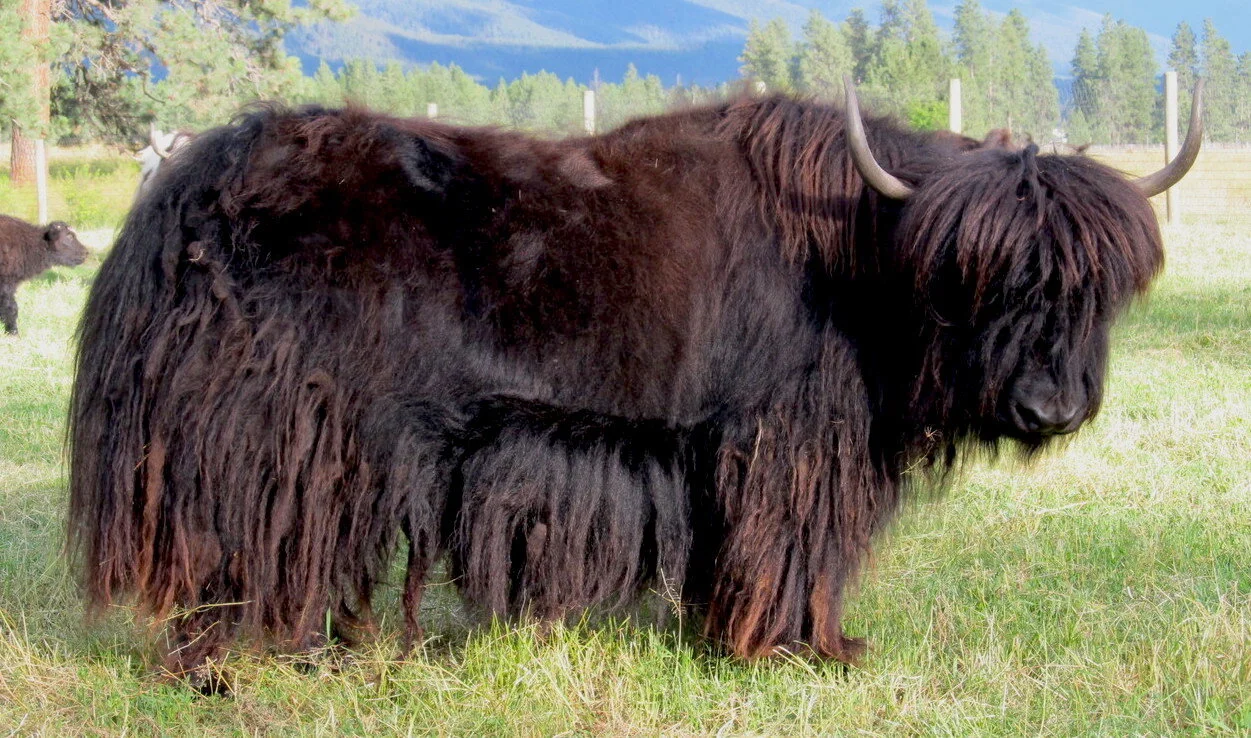 The Catalogue - Muffalo : r/RimWorld