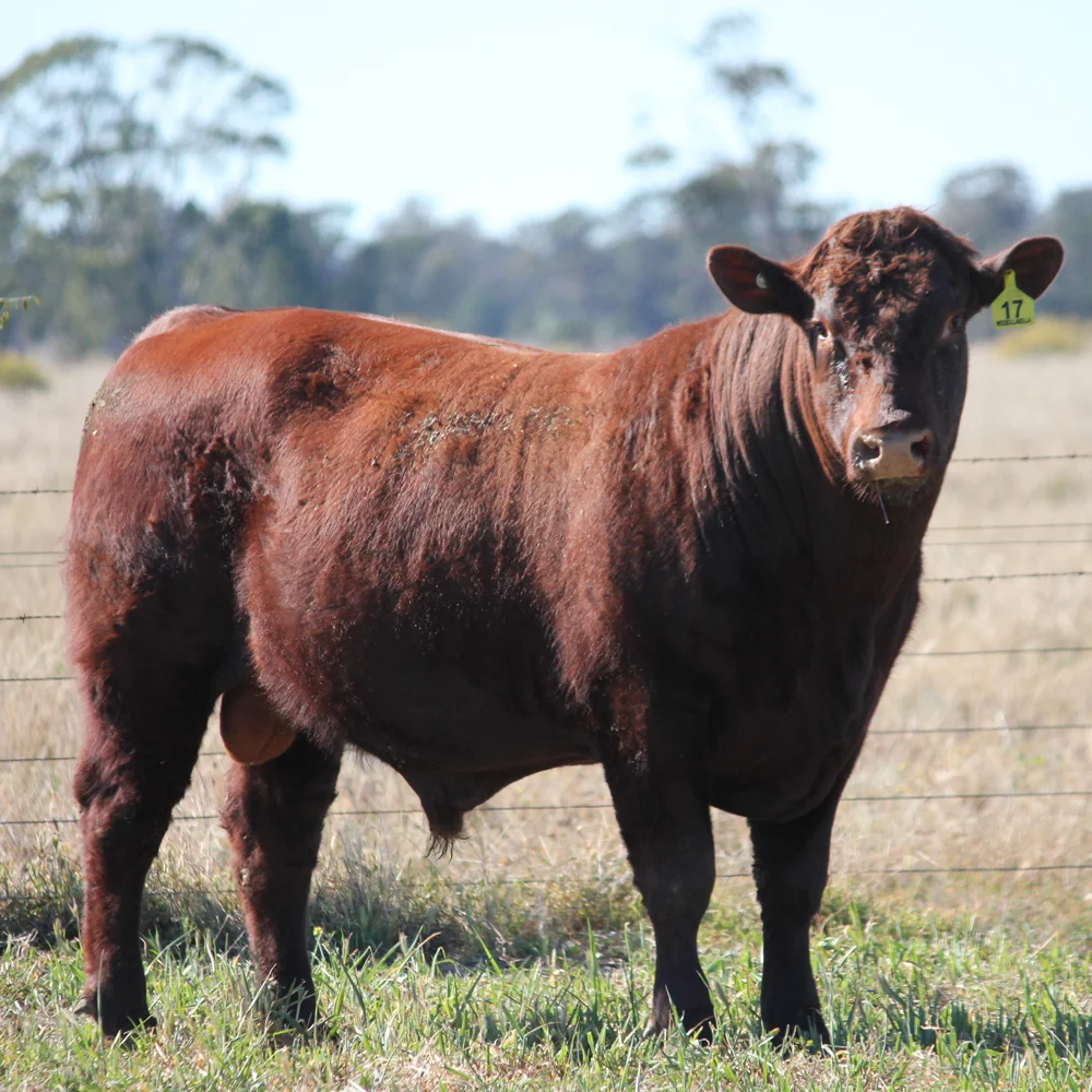 Weebollabolla - Shorthorn Bulls