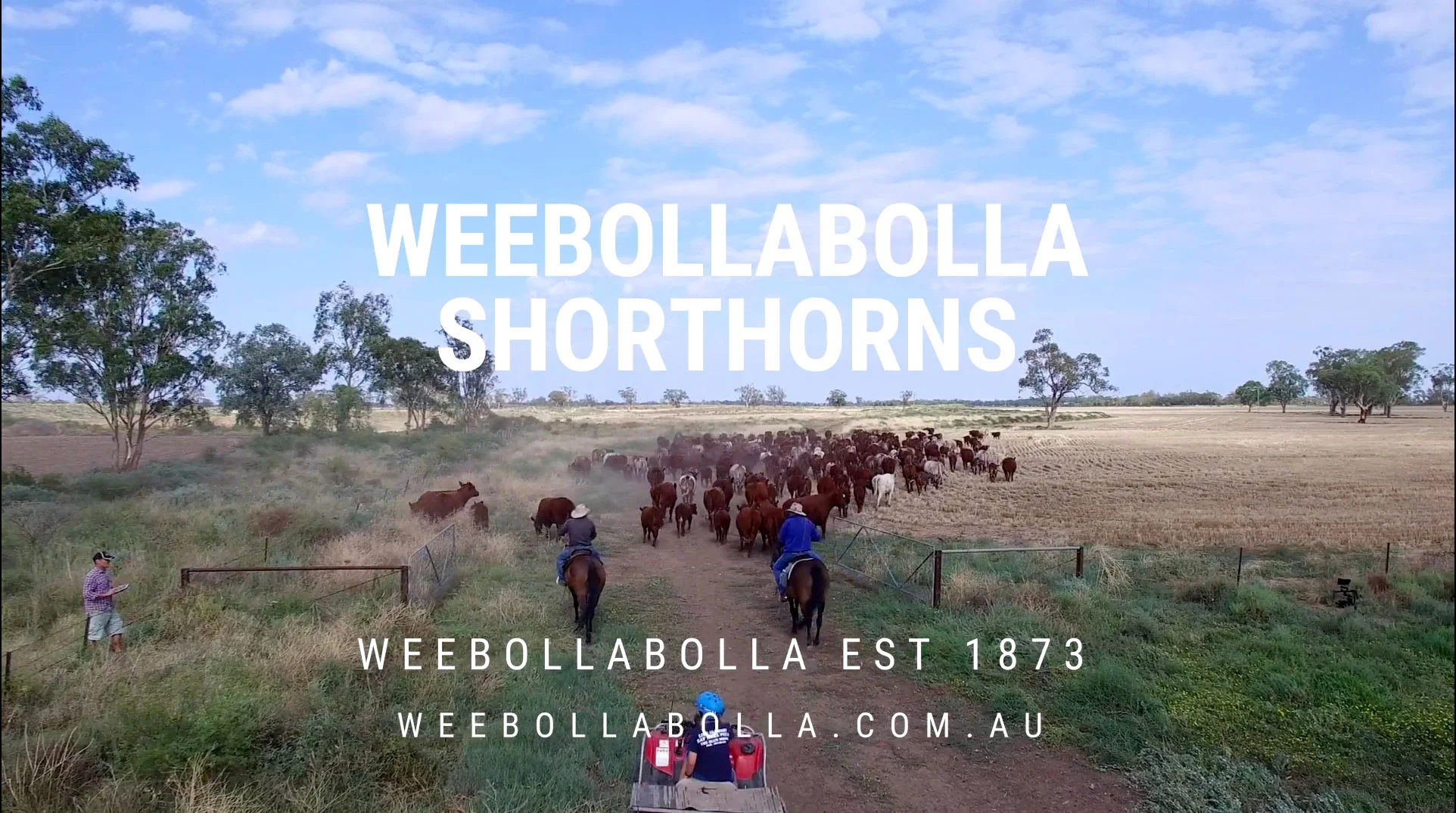 Weebollabolla - Shorthorn Bulls