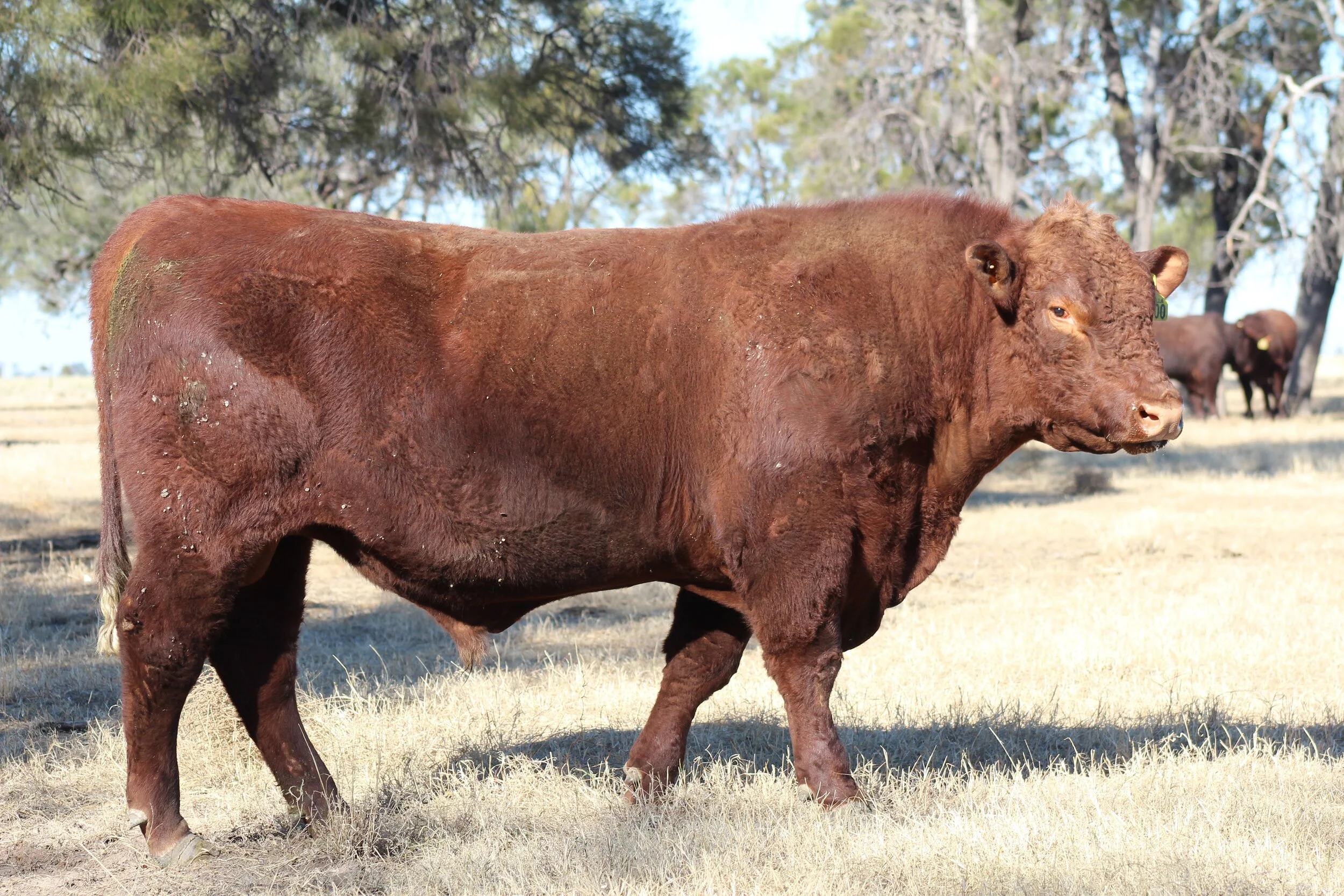 Good News! — Weebollabolla - Shorthorn Bulls