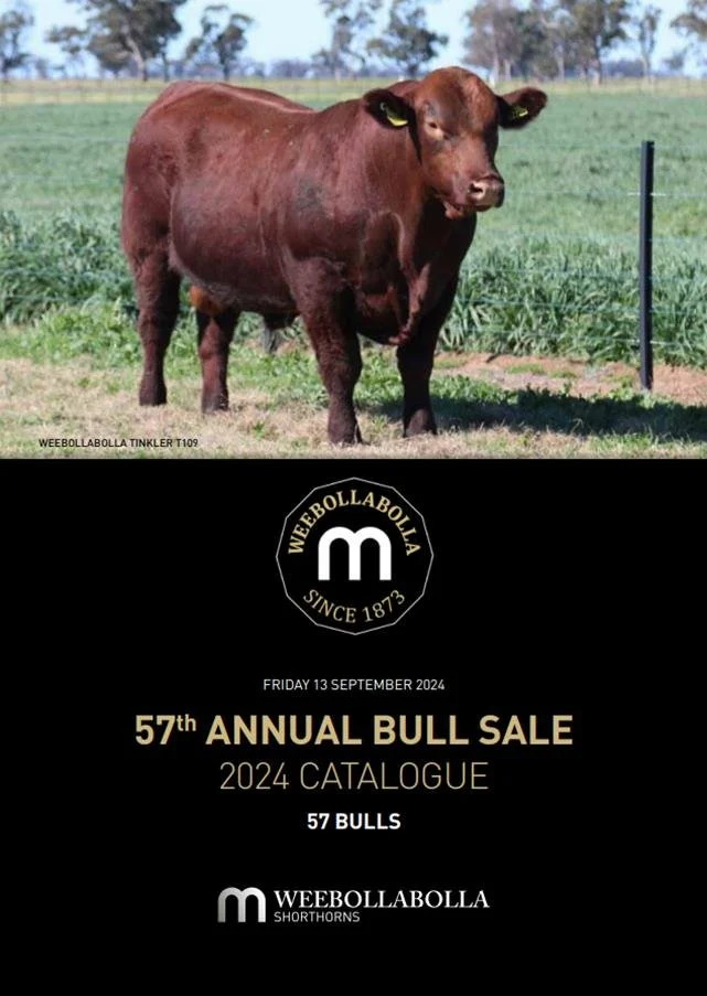 2024 Bull Sale — Weebollabolla - Shorthorn Bulls