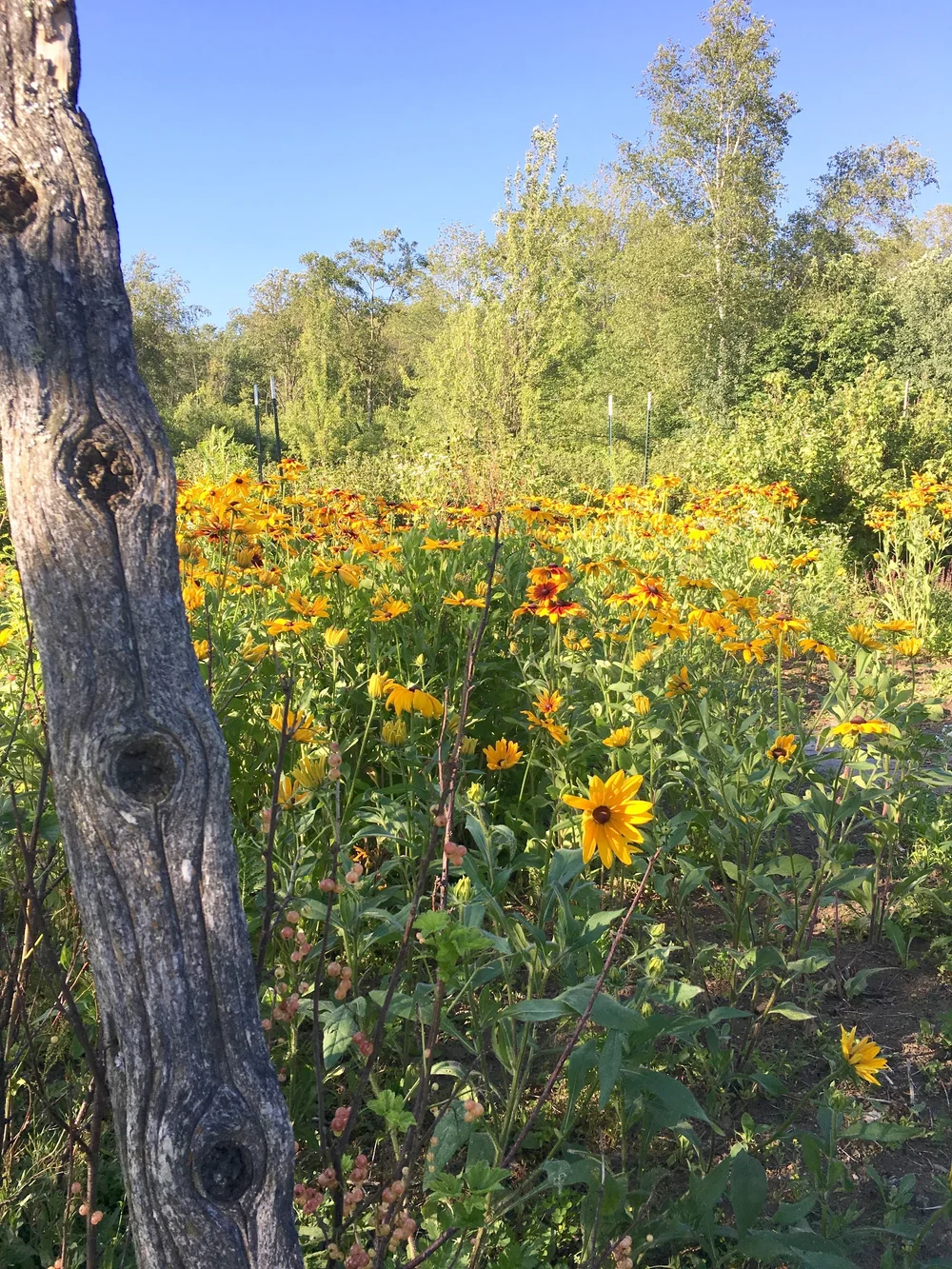 Bug Hill Farm