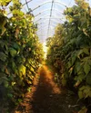 Bug Hill Farm