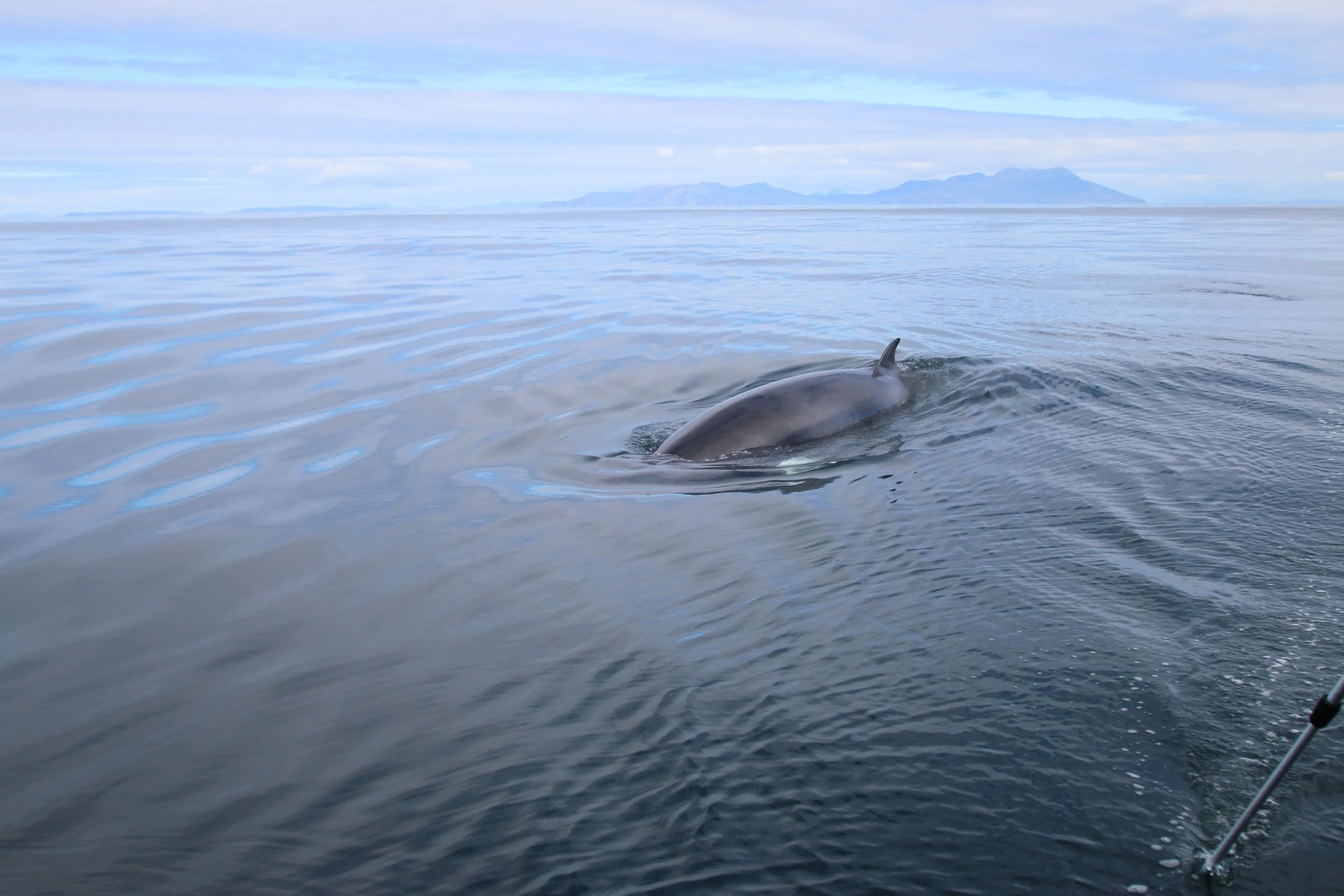 Catalogue: Minke whale — Hebridean Whale & Dolphin Trust