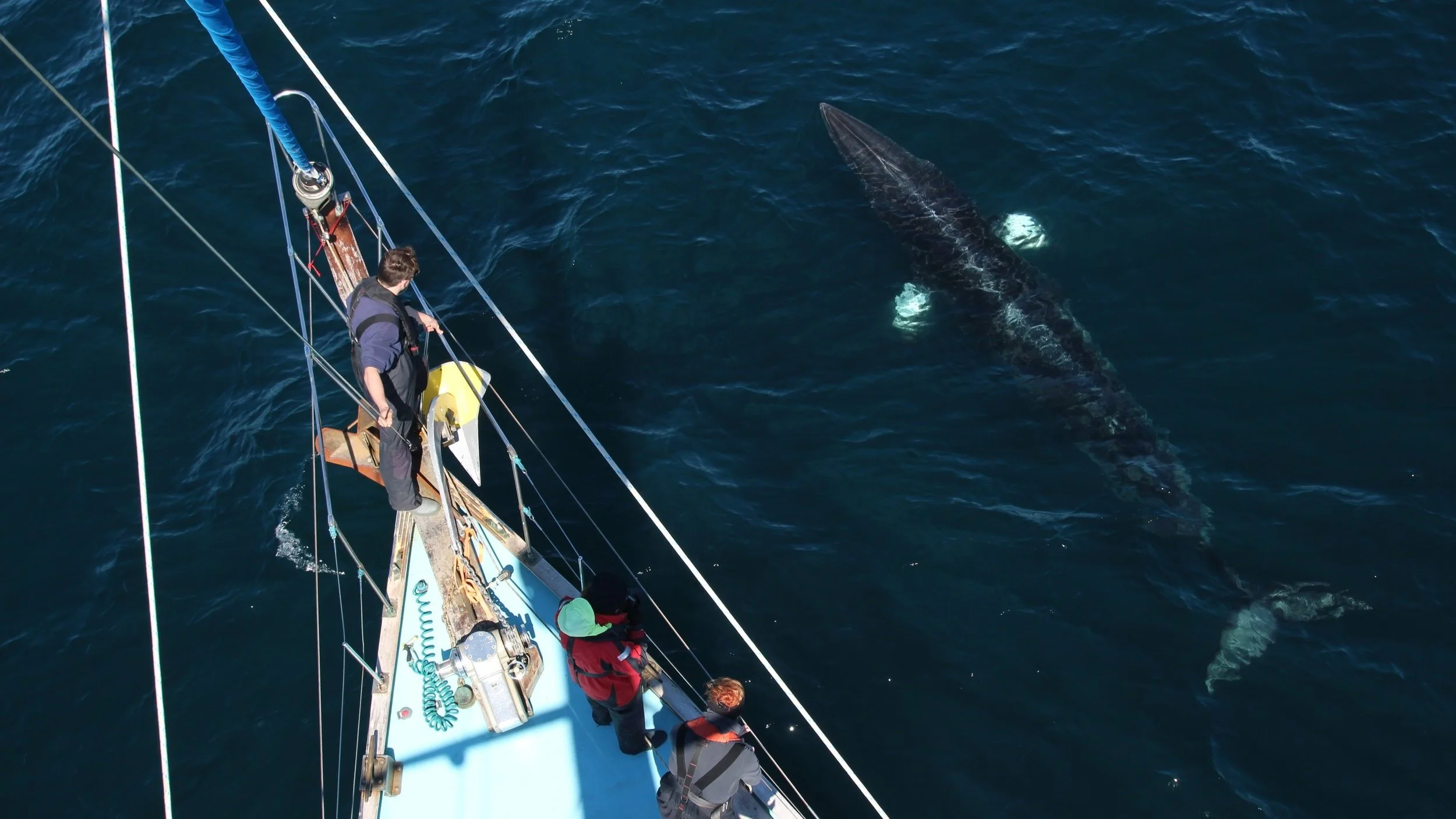 How Do Whales Sleep? And other Amazing Adaptations to Life Under the ...